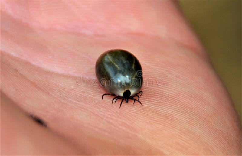 A Ixodida on the palm stock photo. Image of animal, acarus - 186715614