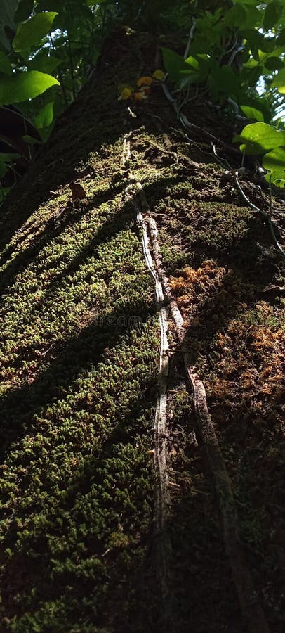 Big Jack Fruit Tree of Forest Stock Photo - Image of fruit, tree: 308638910