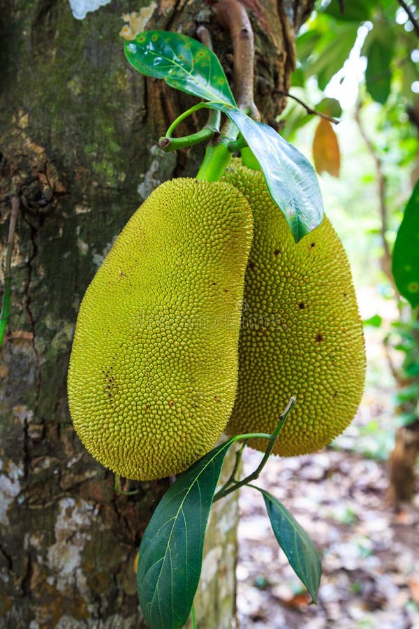 1,596 Big Jackfruit Tree Stock Photos - Free & Royalty-Free Stock ...
