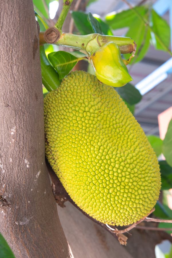 Big jackfruit stock image. Image of fleshy, farm, jack - 71539971