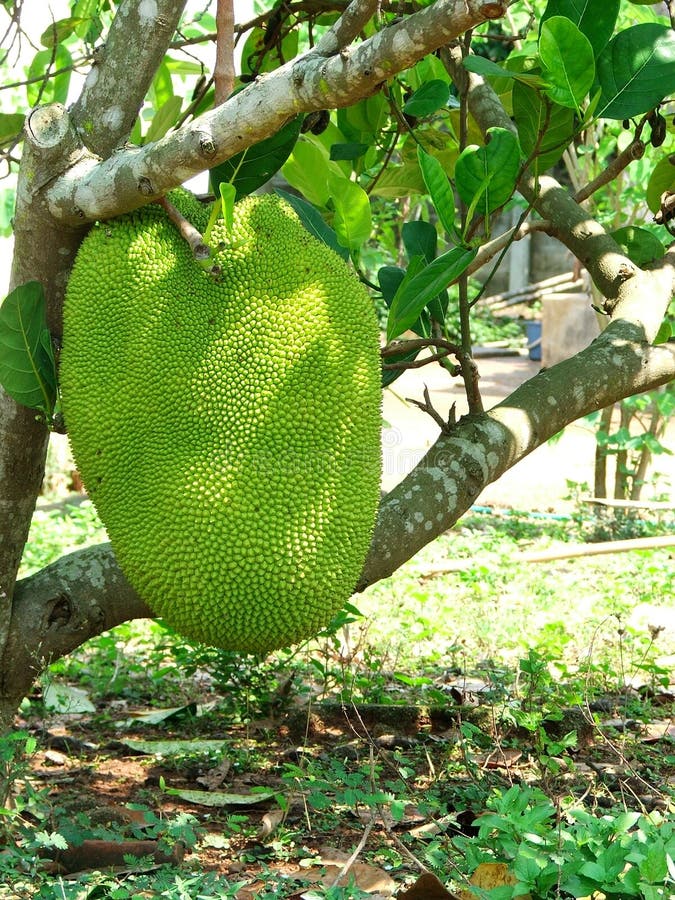 Big Jackfruit Tree stock image. Image of sharp, stem - 19218891