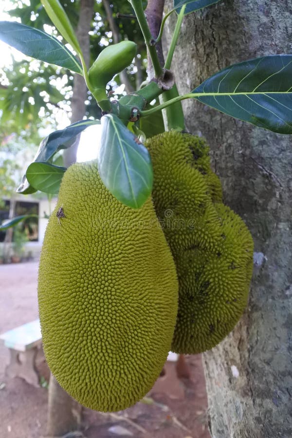 Big Jackfruit from Two Fruits Stock Image - Image of sweet, thailand ...