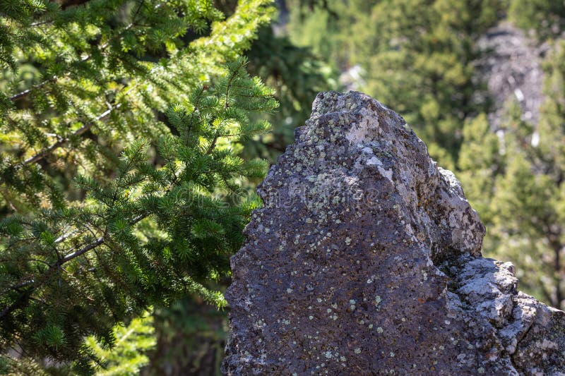 Big Jagged Multi Colored Textured Boulder Rock and Spruce Tree Forest ...