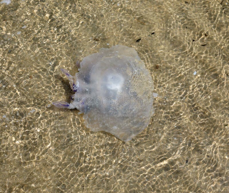 Dangerous Jellyfish Swim in the Sea Stock Image - Image of shellfish ...