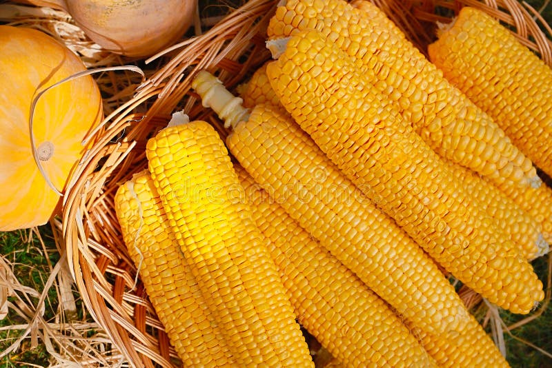 Big Juicy Corn in a Wicker Basket. Healthy Nutrition Stock Photo ...