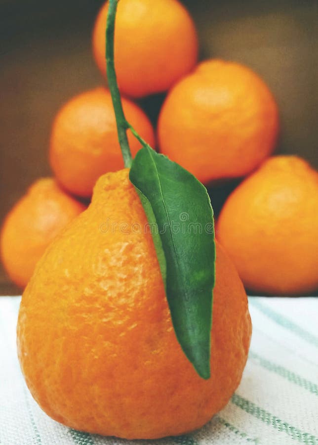 Big Juicy Orange Spring Clemantines Stock Photo - Image of calemantines ...