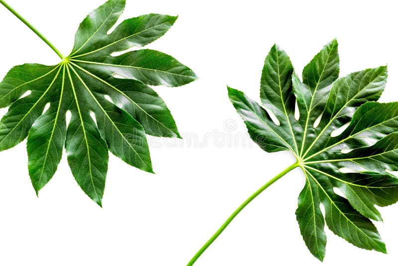Big Jungle Leaves on White Background Top View Stock Image - Image of ...