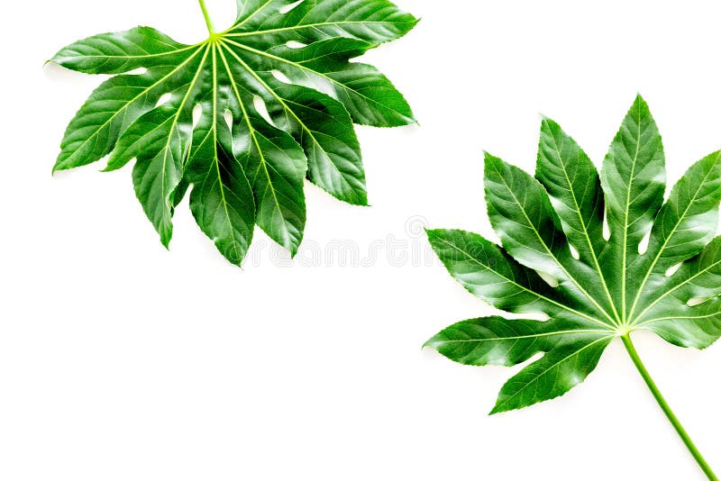 Big Jungle Leaves on White Background Top View Copyspace Stock Image ...
