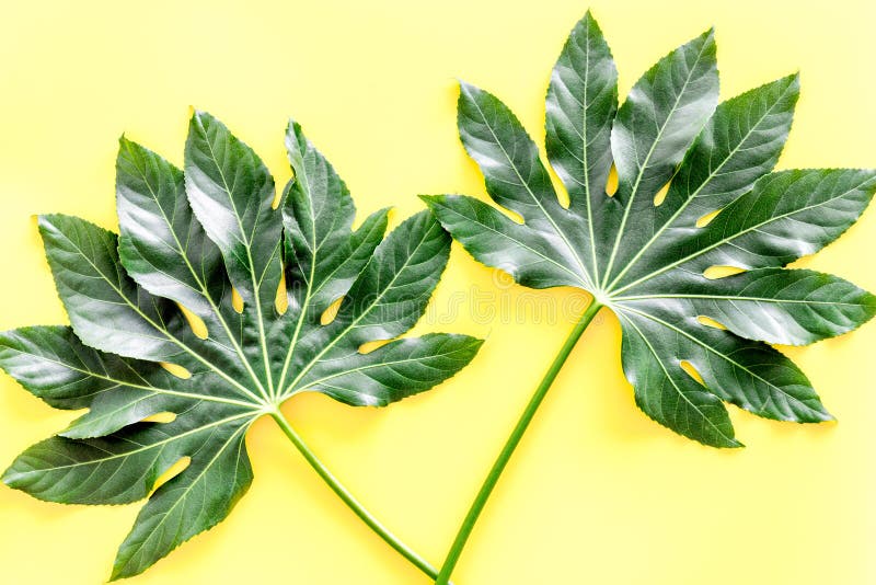 Big Jungle Leaves on Yellow Background Top View Stock Photo - Image of ...