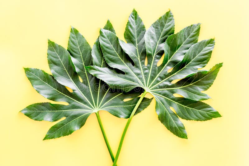 Big Jungle Leaves on White Background Top View Copyspace Stock Image ...