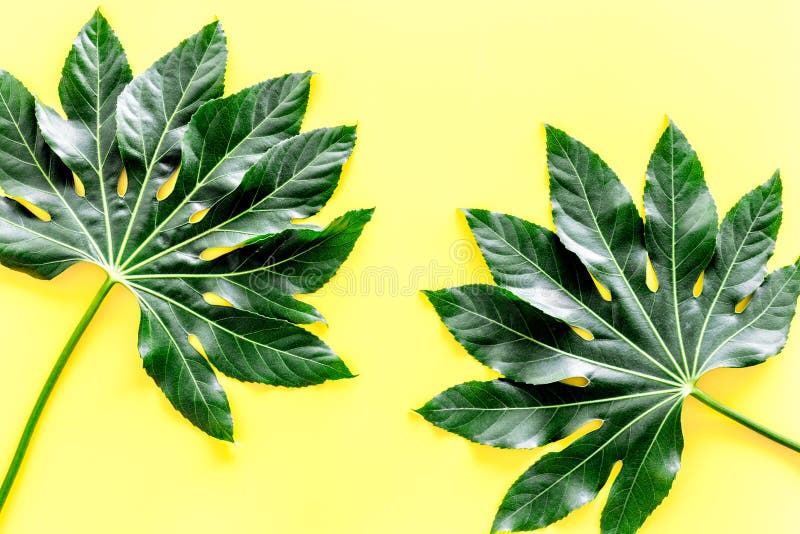Big Jungle Leaves on White Background Top View Copyspace Stock Photo ...