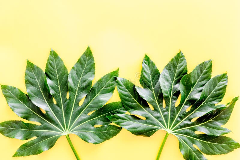 Big Jungle Leaves on Yellow Background Top View Copyspace Stock Photo ...
