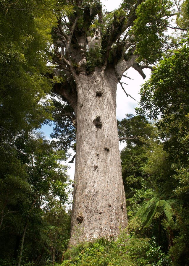 Big kauri tree stock photo. Image of forest, mahuta, trunk - 14903776