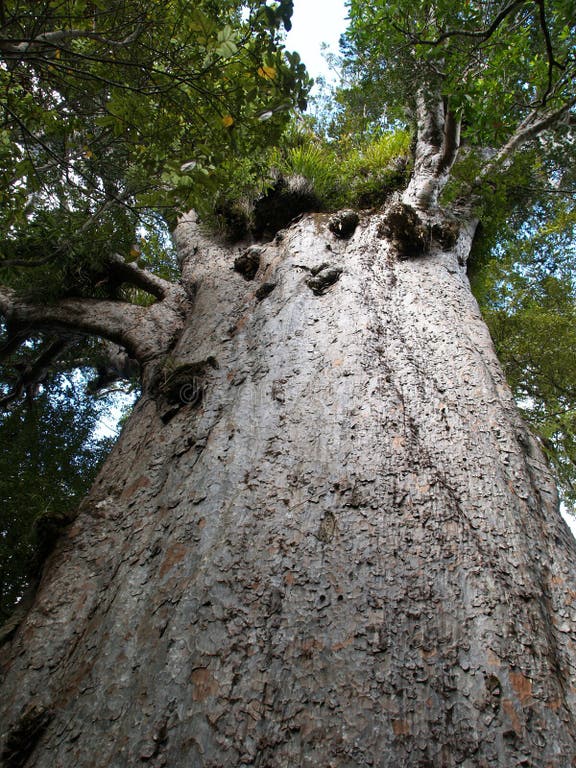 Big kauri tree stock photo. Image of zealand, tree, tane - 14903980