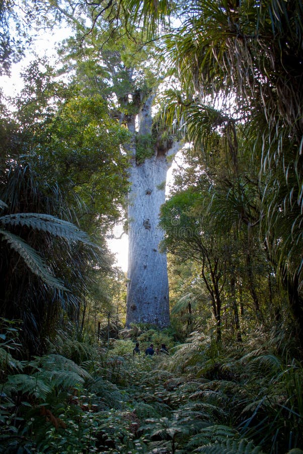 Big Kauri Tree Hidden in the Bushes Stock Photo - Image of australis ...