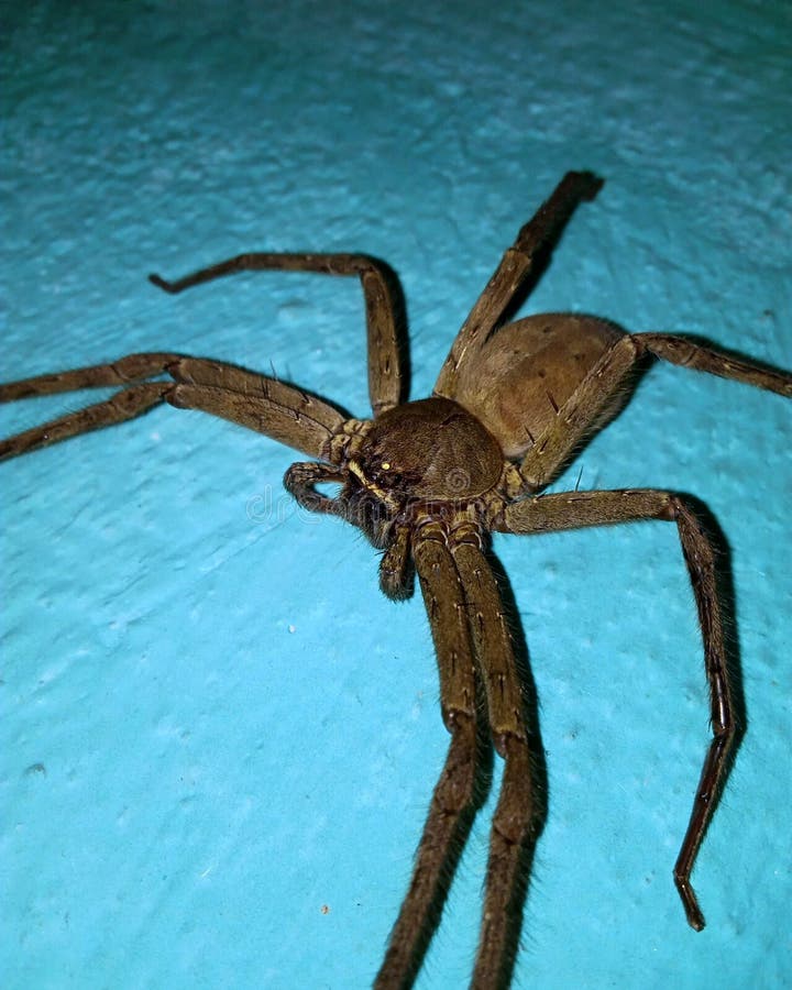 A big killer spider stock photo. Image of insect, seafood - 201405334