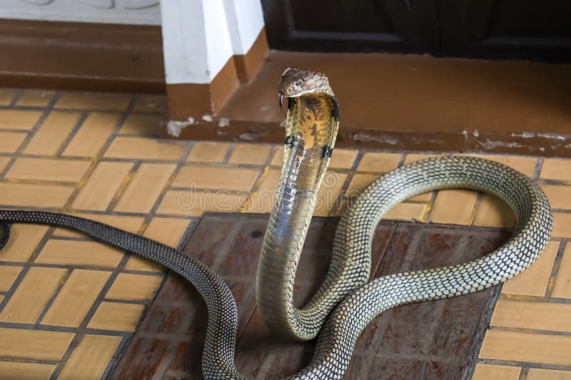 The Big King Cobra Snake on Floor for Attack Stock Image - Image of ...