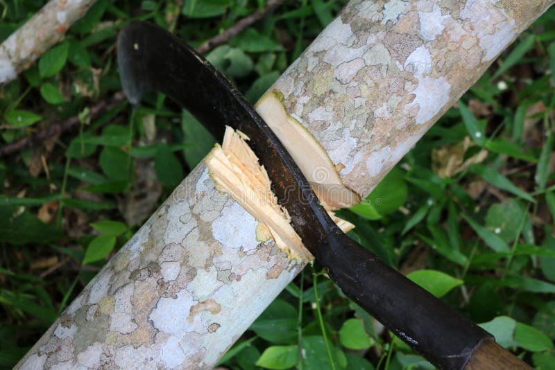 Big Knife Cut the Rubber Tree. Stock Photo - Image of decoration, milk ...
