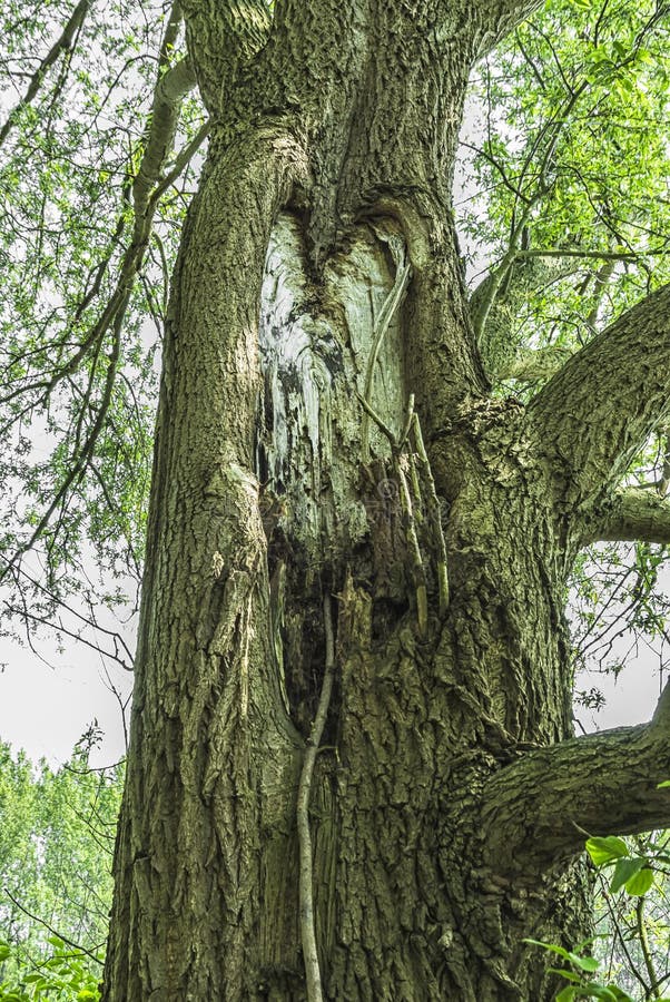 Big knot in a tree stock image. Image of green, outdoor - 115473249
