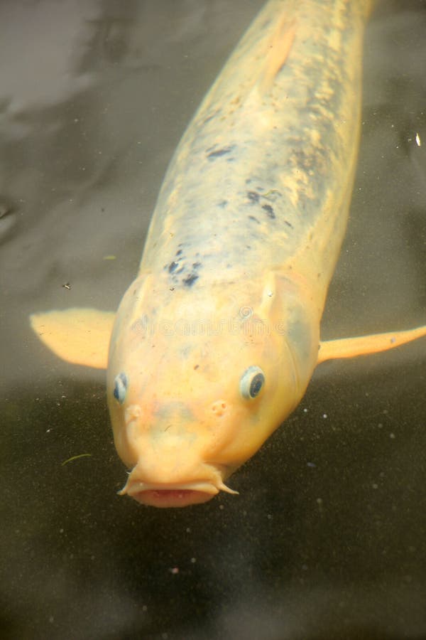 Big Koi Carp stock photo. Image of fish, cultivated, swim - 97668894