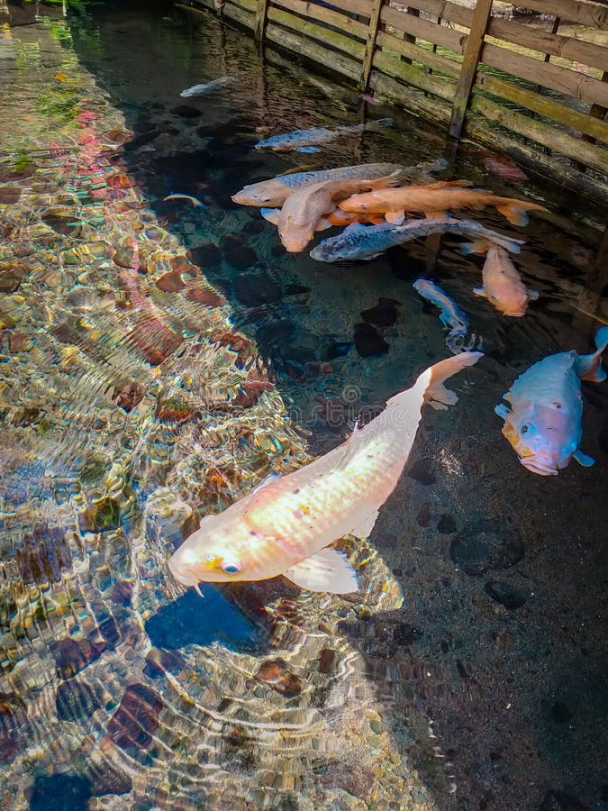 Big koi fish stock image. Image of river, pose, fish - 202882767