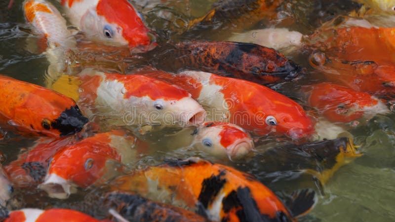 Big Koi Fish Scattered in the Fish Pond. Fish are Fighting for Food ...