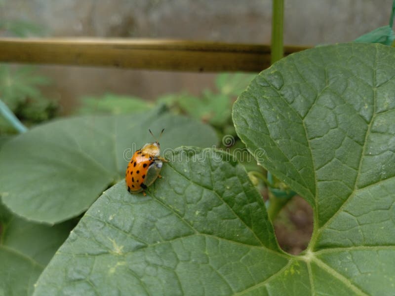 Big Ladybug Queen Orange Insect Stock Photo - Image of pestisida, wild ...