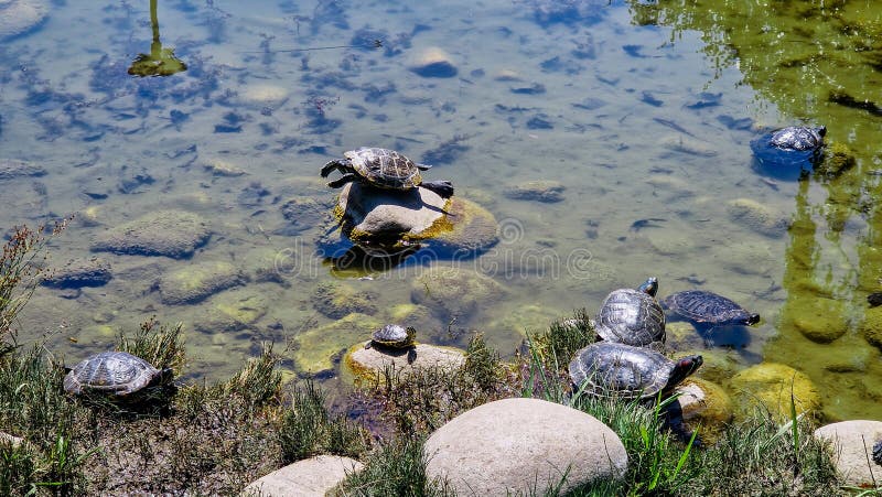 Big Lake with Many Turtles. Stock Image - Image of life, tortoise ...
