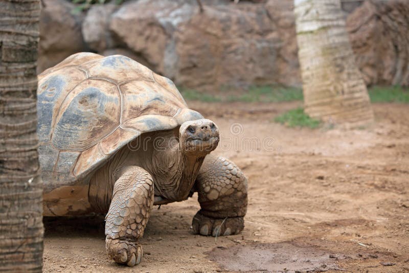 Big Land tortoise stock photo. Image of cruise, exotic - 2170796