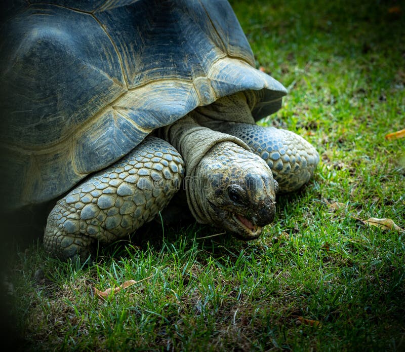 Big Land Turtle Eating Grass in the Zoo Stock Photo - Image of field ...