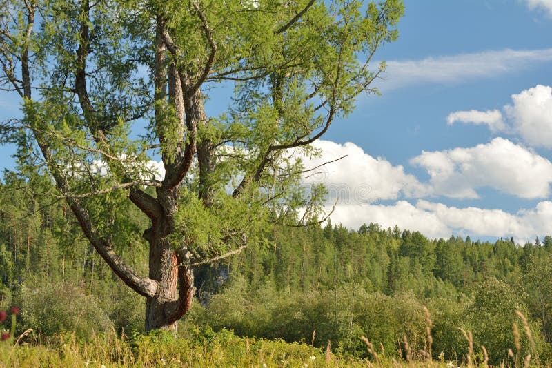 Big Larch Tree with Blue Sky and Clouds Stock Image - Image of grass ...