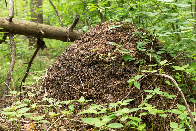 Big Large Ant Hill. Anthill in Forest in Green Grass and Plants Stock ...
