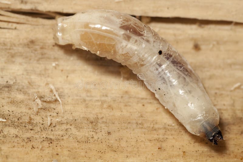 Big larva stock image. Image of tree, trunk, larva, chrysalis - 35143495