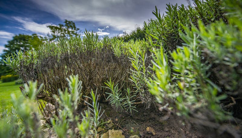 Big Lavender Bushes in the Garden Stock Image - Image of farm ...