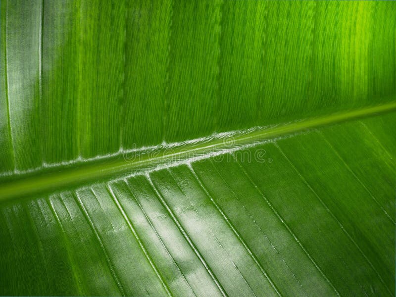 Big leaf stock image. Image of closeup, green, nature - 8305551
