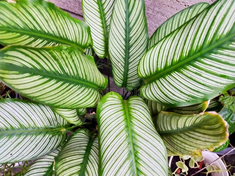 Big leaf Calathea stock image. Image of vegetation, calat - 203465539