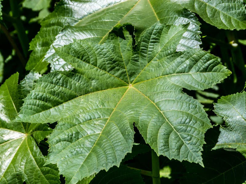 Big leaf detail stock image. Image of naturally, lights - 147684439