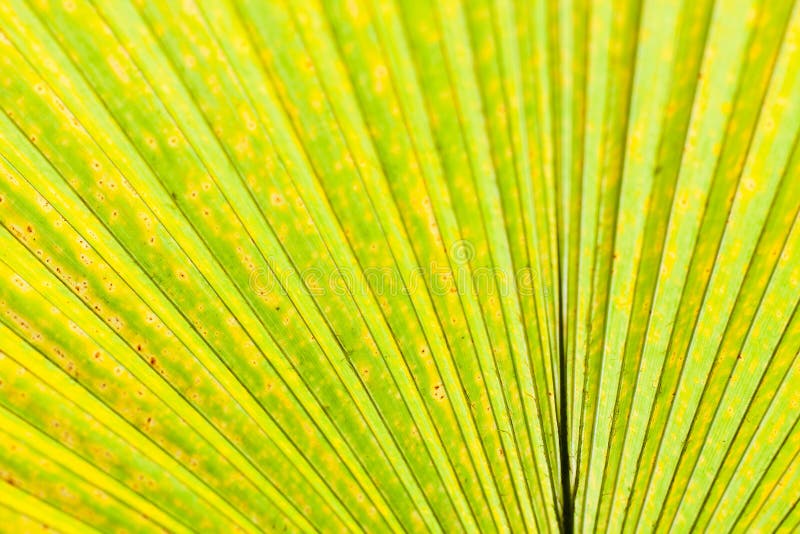 Big leaf. stock image. Image of natural, branch, tropical - 98177651