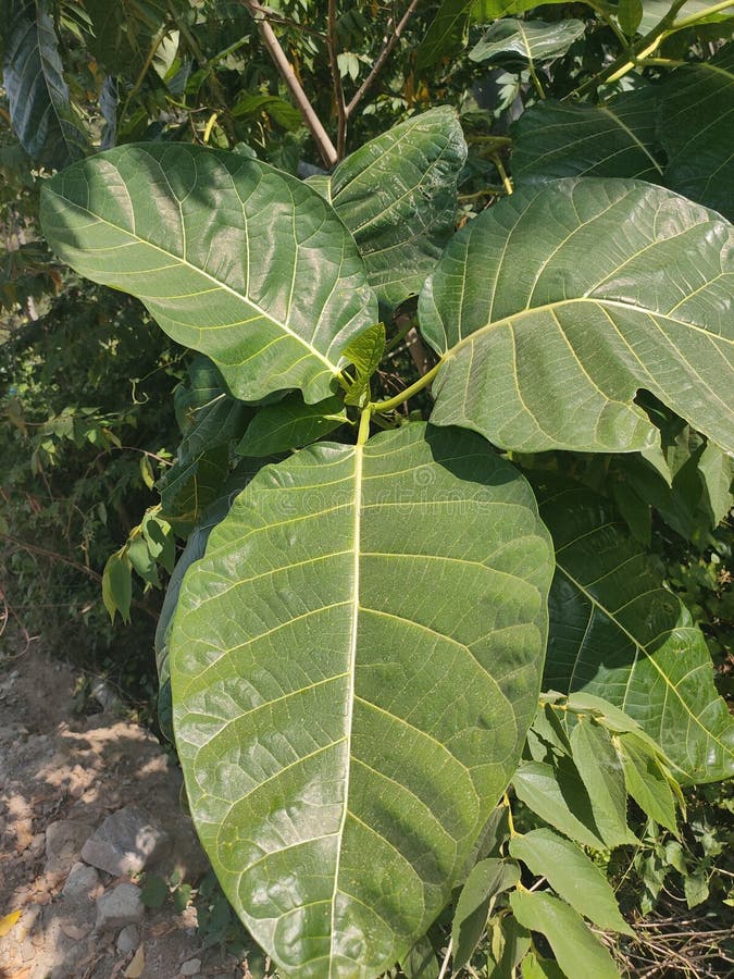 Big Leaf of Ficus Septica & X28;Awar-awar& X29; Stock Photo - Image of ...
