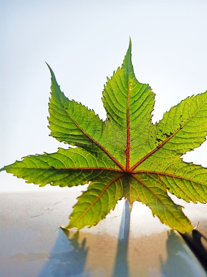 A Big Leaf in Front of Rising Sun Stock Photo - Image of rising, front ...