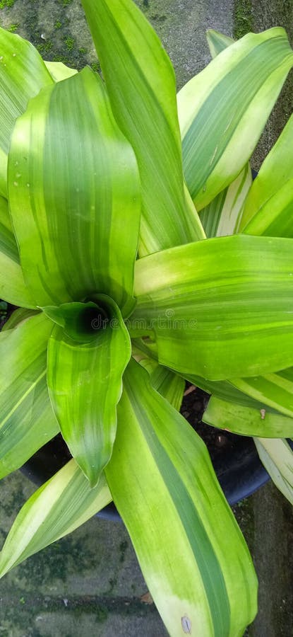Big Leaf Green Plant in the Nature Stock Photo - Image of flower, herb ...