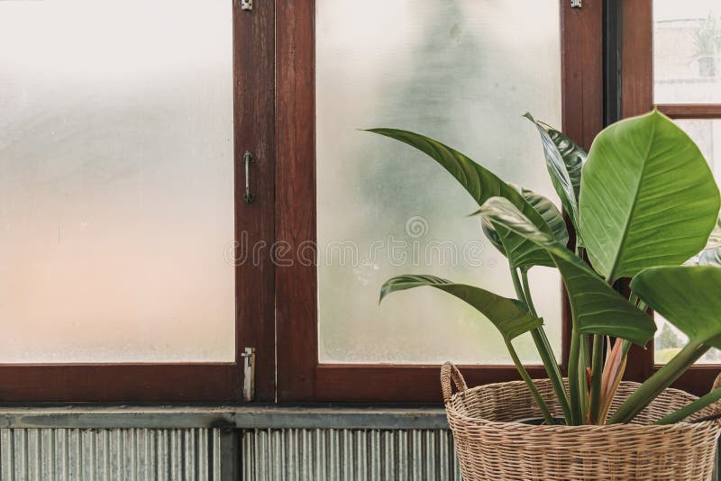 Big Leaf House Plant Decorated by the Windows. Stock Image - Image of ...