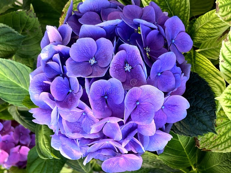 Big Leaf Hydrangea Hydrangea Macrophylla, Large Blue Tetramerous Flowers Heads Stock Photo ...