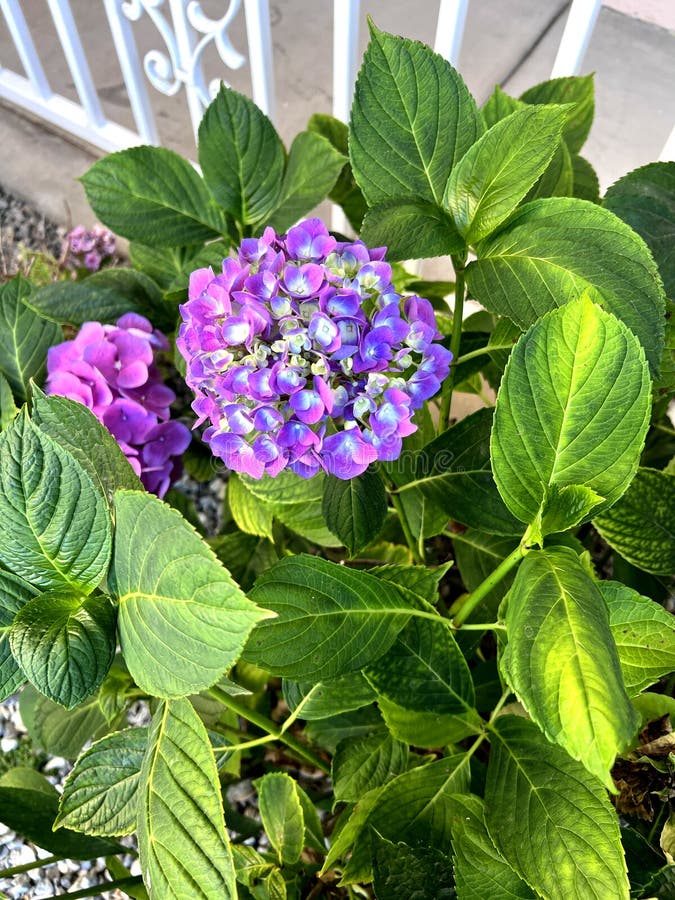 Big Leaf Hydrangea Hydrangea Macrophylla, Large Tetramerous Flower ...