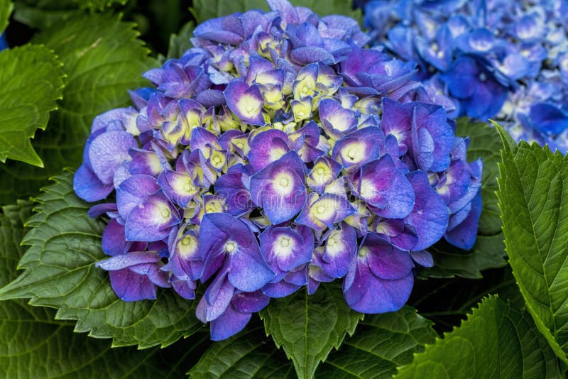 Big Leaf Hydrangeas - Hydrangea Macrophylla Stock Image - Image of ...