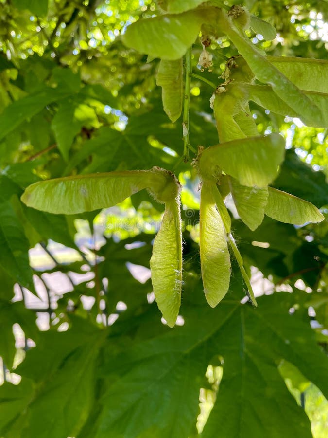 5,655 Maple Seeds Stock Photos - Free & Royalty-Free Stock Photos from ...