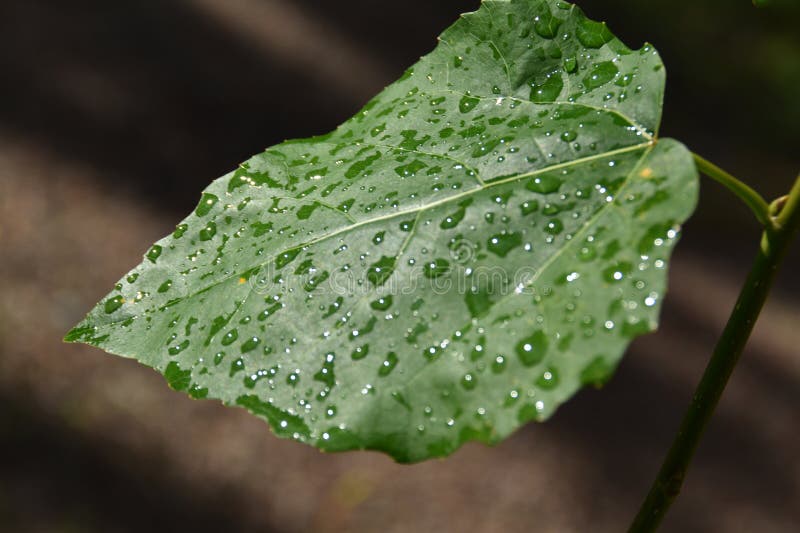 A Big Leaf with Raindrops stock image. Image of plant - 331996917