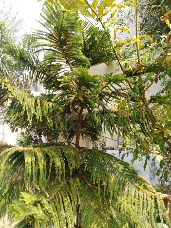 Big leaf stock photo. Image of long, leaf, winter, tree - 135186980