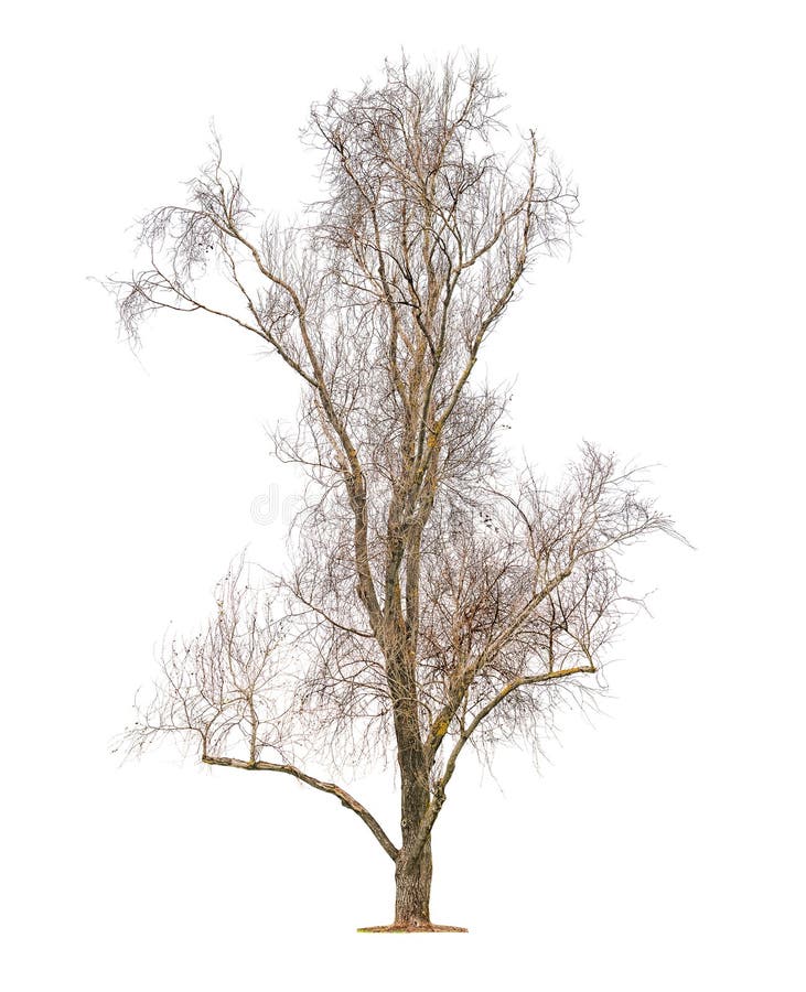 Big leafless tree stock image. Image of natural, growth - 55585741