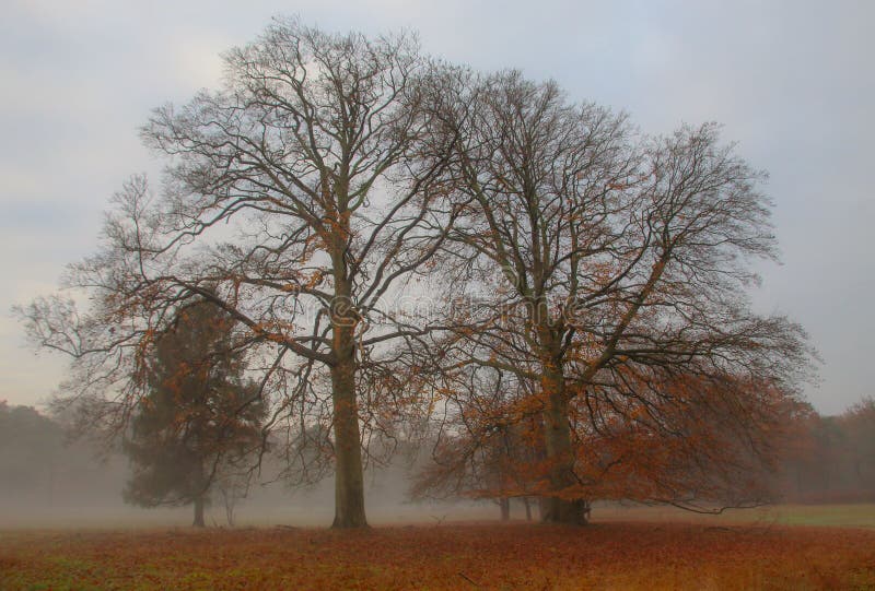 Big Leafless Trees with Extensive Branches Captured in a Foggy Park ...